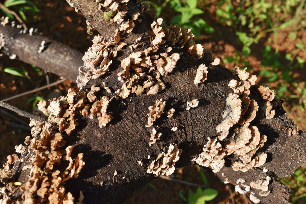 Hubové choroby jabloní: Ako im predísť a ako ich riešiť? | Urob si sám