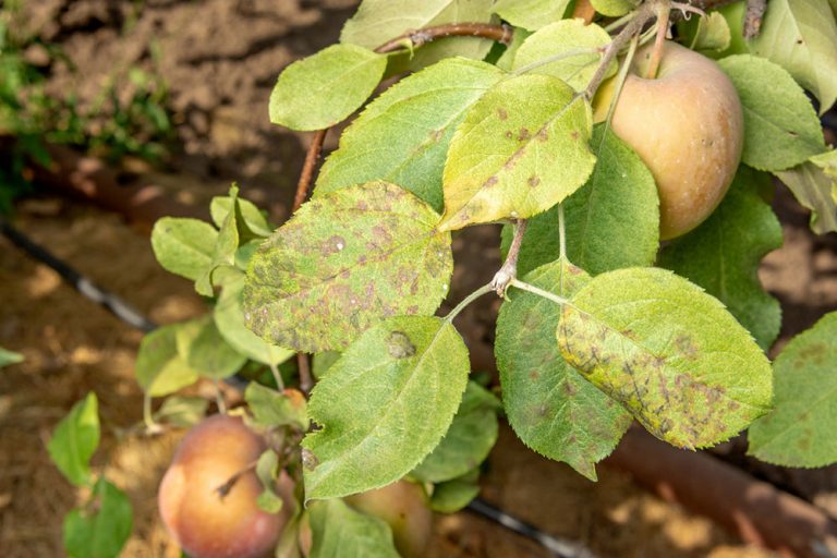 Hubové choroby jabloní: Ako im predísť a ako ich riešiť? | Urob si sám
