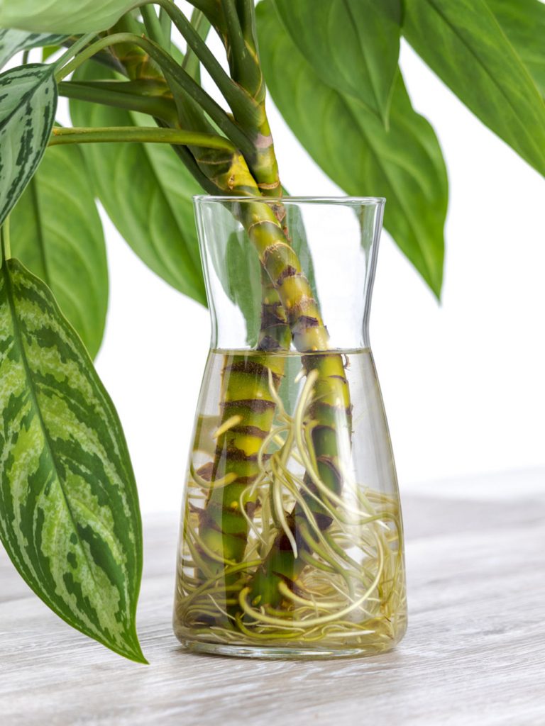 Pestovanie rastlín bez použitia pôdy: Ako pestovať rastliny vo vode ...