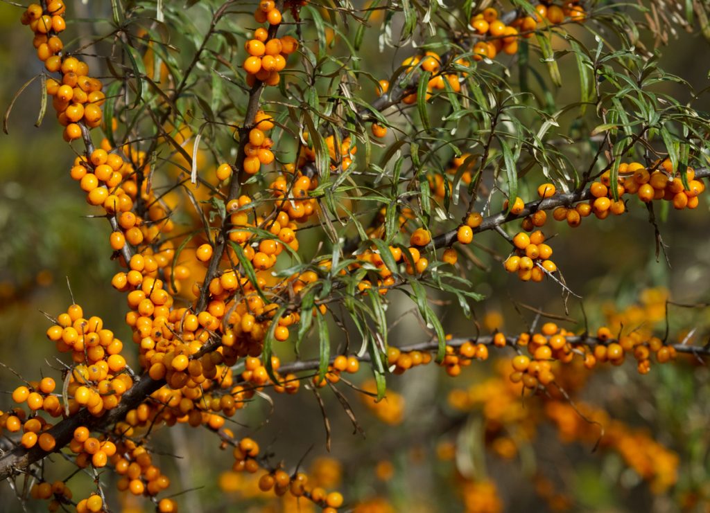 Ako si vypestovať rakytník rešetliakový | Urob si sám