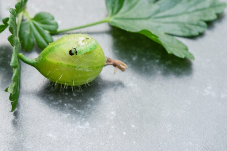 Ako pestovať ríbezle | Urob si sám