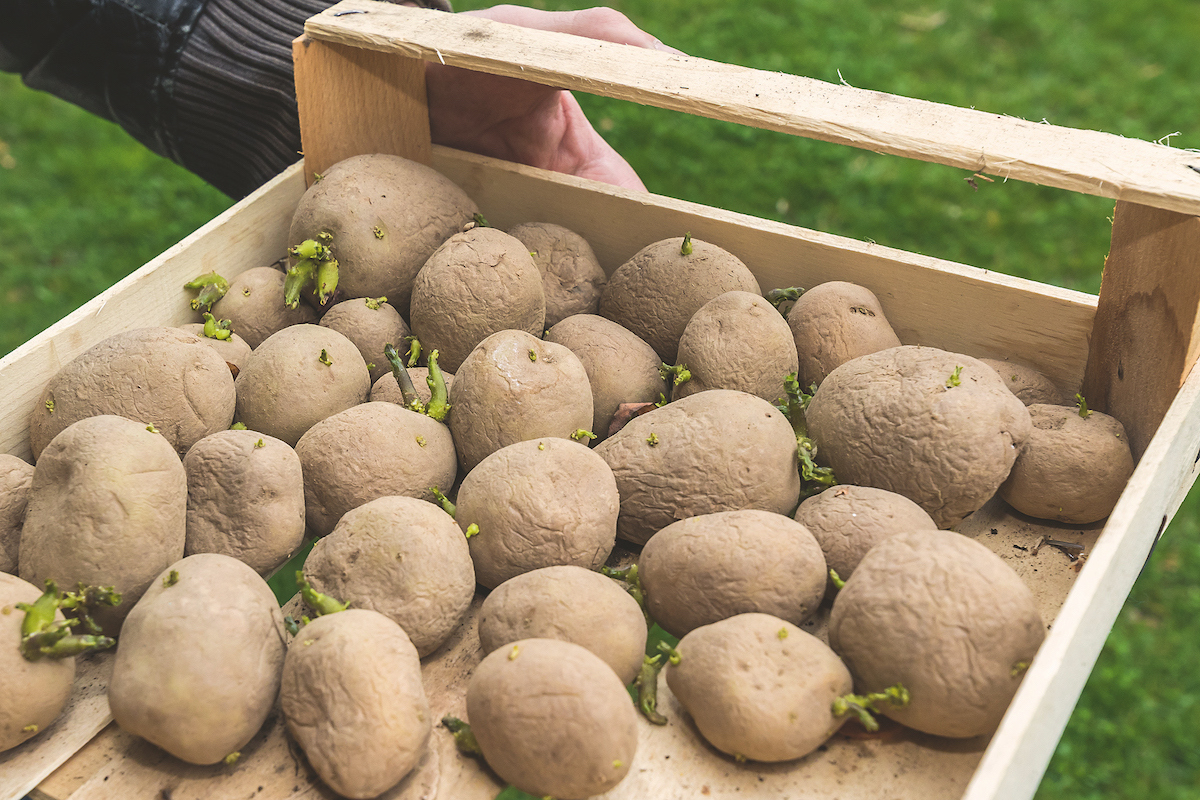 Ako a kedy sadiť zemiaky | Urob si sám