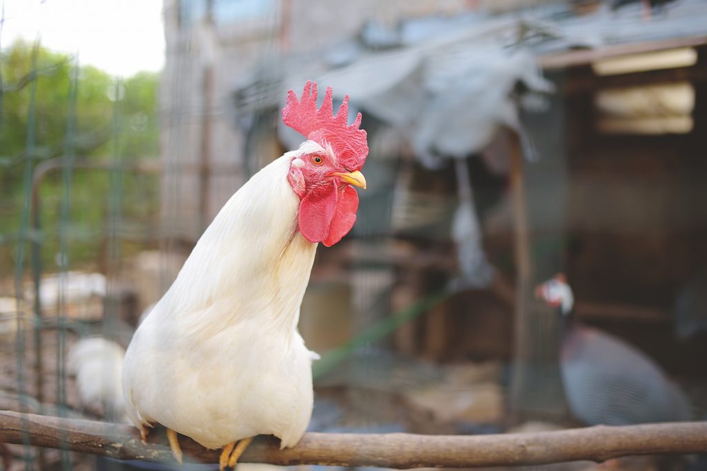 Chováte nejaké hospodárske zviera a susedovi to vadí? Ako riešiť ...