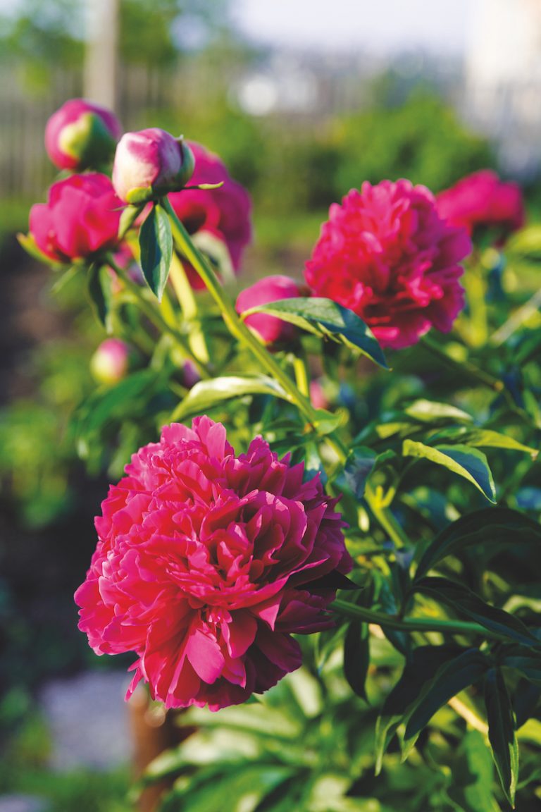 Tri najobľúbenejšie kvety do vidieckych záhrad | Urob si sám