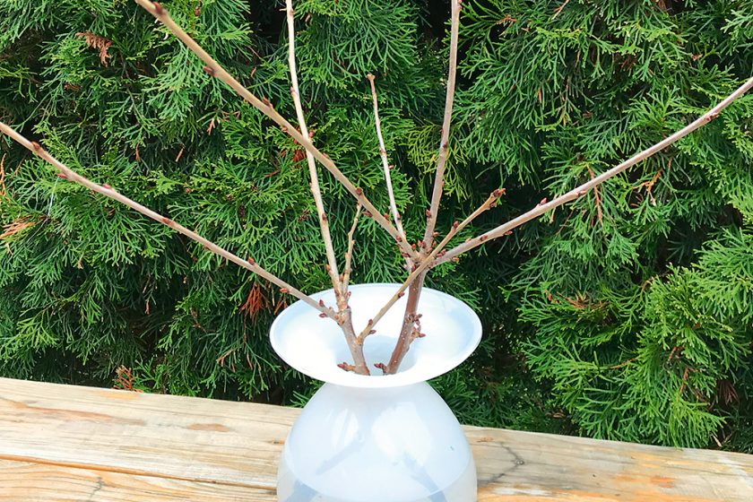 Barborky: konáriky, ktoré zakvitnú do Vianoc | Urob si sám