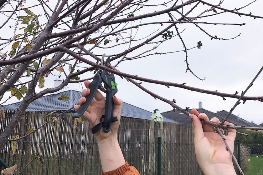 Barborky: konáriky, ktoré zakvitnú do Vianoc | Urob si sám