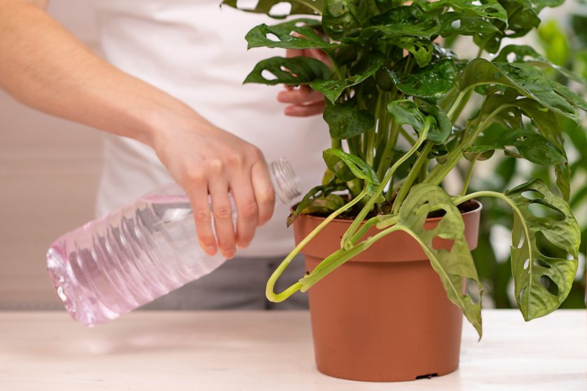 Nedarí sa vašim izbovým rastlinám? Pomôcť im môže niektorý z týchto ...