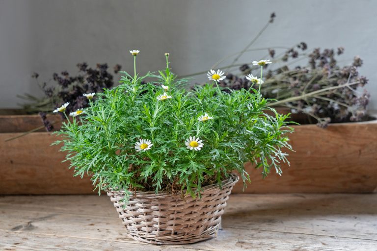 Pomôže pri nádche aj upchatom nose. Viete, že liečivý rumanček môžete ...