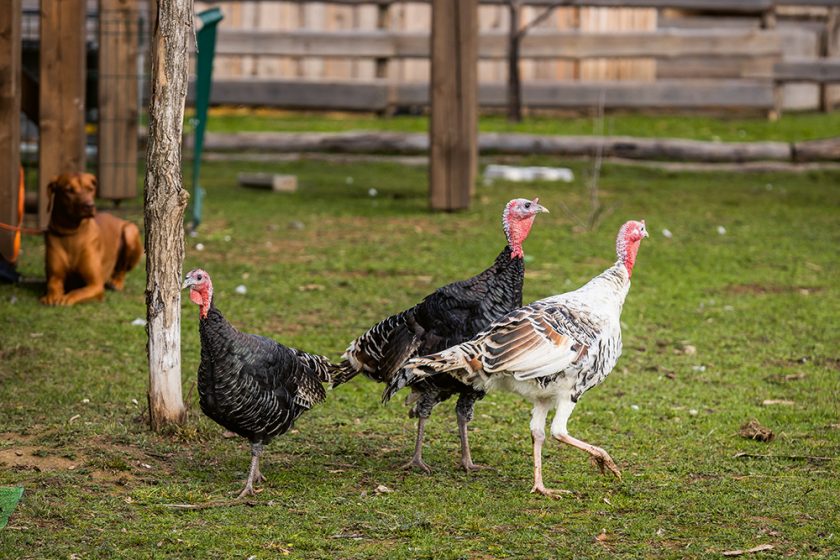 Ako chovať morky, čím ich kŕmiť a ktoré plemená sú najlepšie pre ...