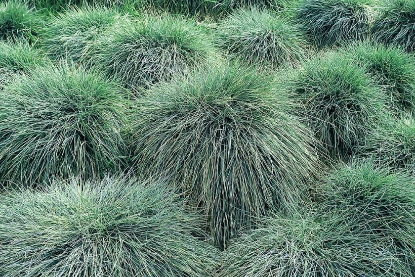 Tráva sa dá pestovať aj v interiéri! Ako na to a ktoré druhy sú na to ...