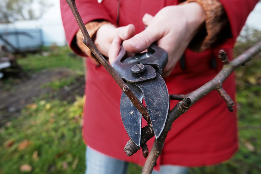 Ako strihať jablone v zime a prečo