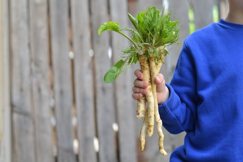 Prečo pestovať chren a ako si ho doma najlepšie pripraviť