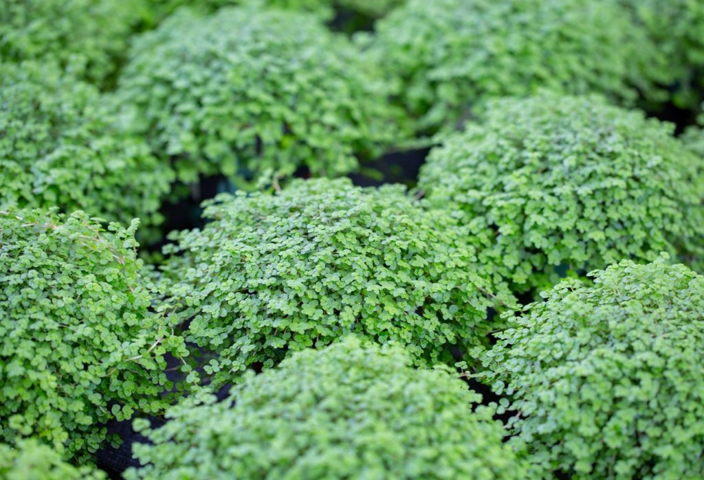 Ako pestovať rodinné šťastie – drobnolistú rastlinu?