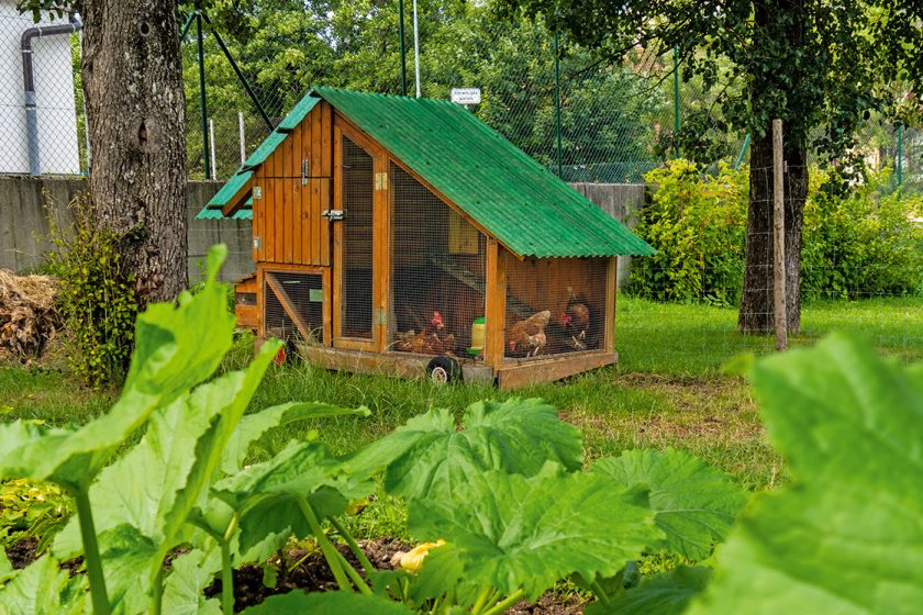 Ako začať s chovom sliepok: užitočné rady pre začiatočníkov