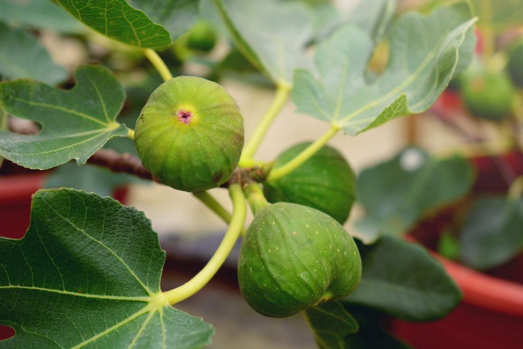 Ako pestovať figovník v kvetináči