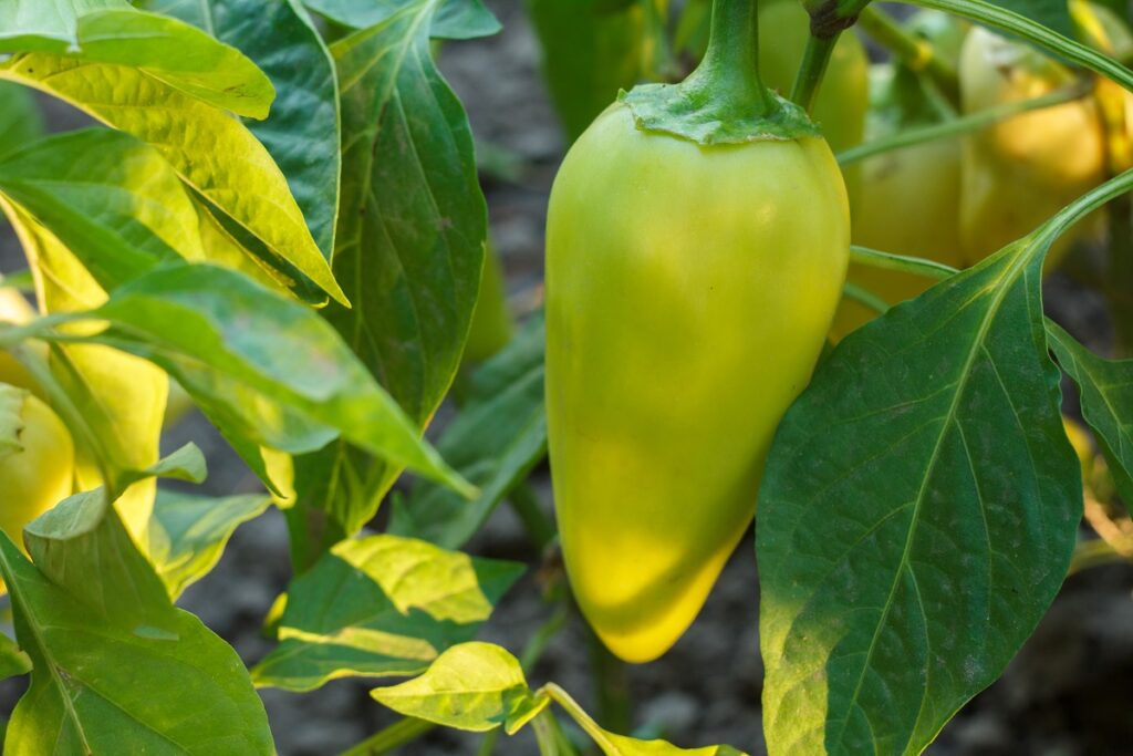 TOP odrody paprík, ktorým sa darí v našich podmienkach