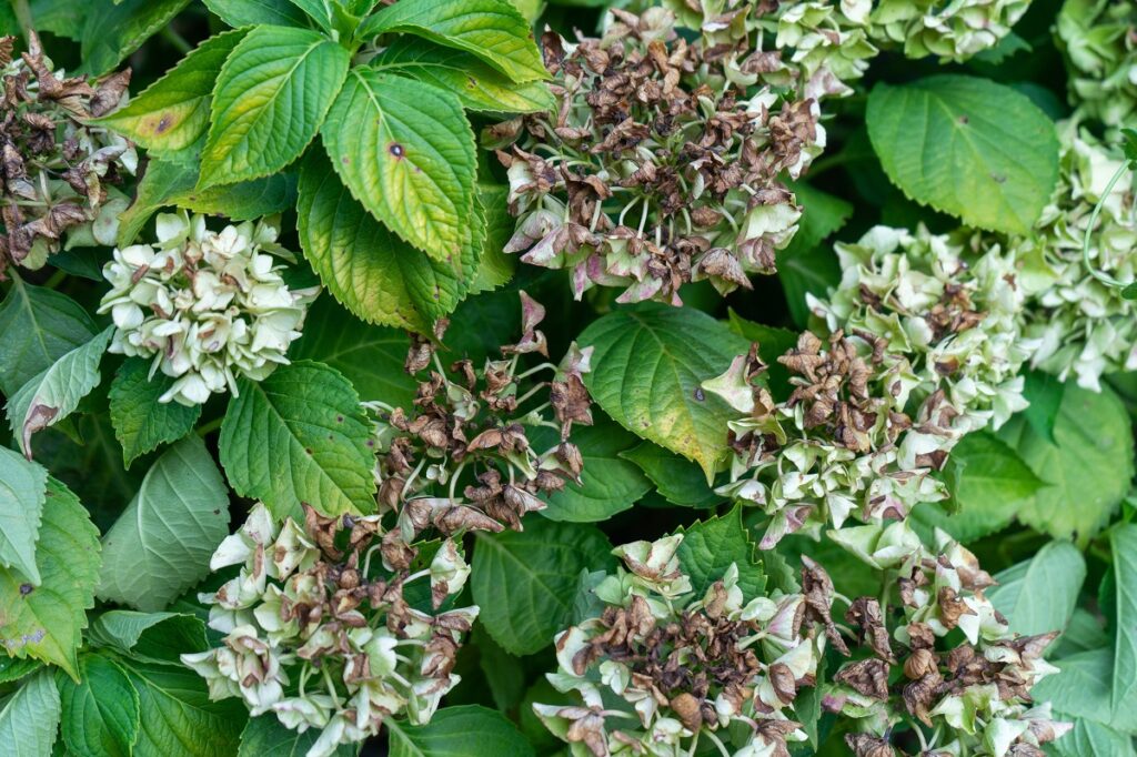 Problémy pri pestovaní hortenzií: Ako si s nimi poradiť?