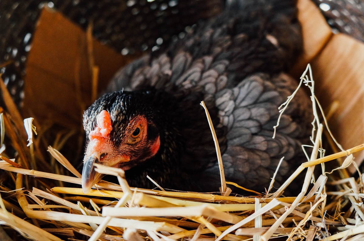 Ako vyrobiť netradičné znáškové hniezdo pre sliepky