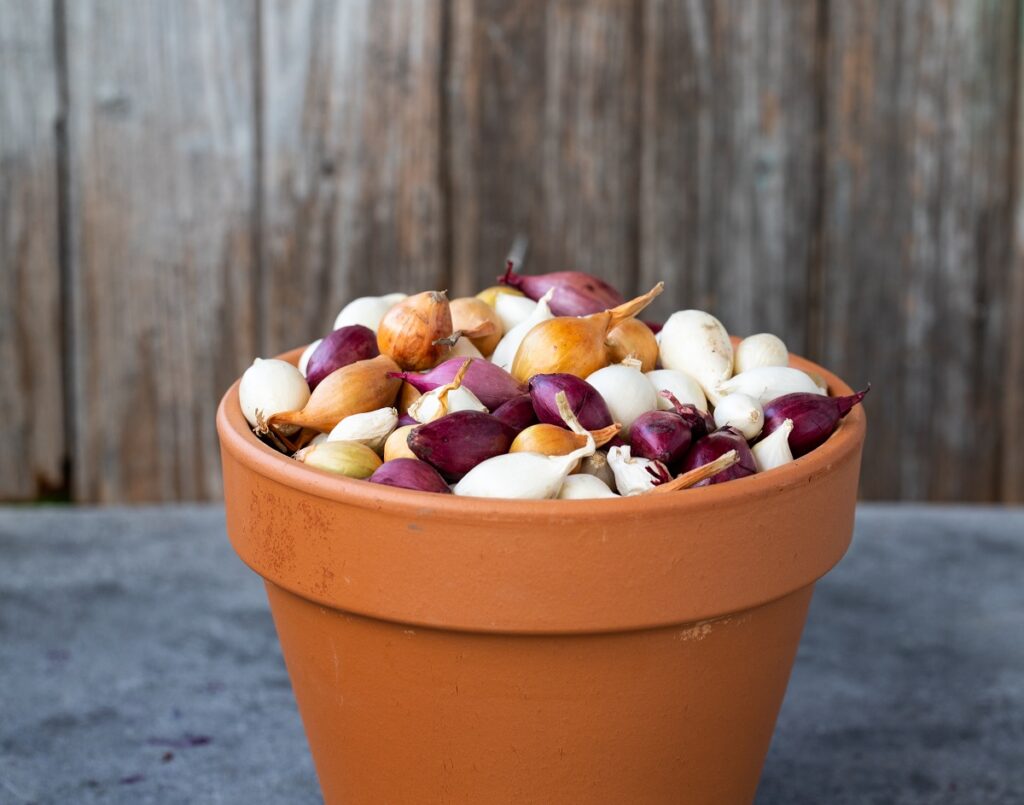 Jesenná výsadba cibule a cesnaku – základné postupy