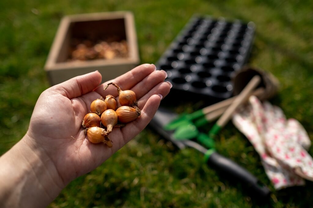 Jesenná výsadba cibule a cesnaku – základné postupy