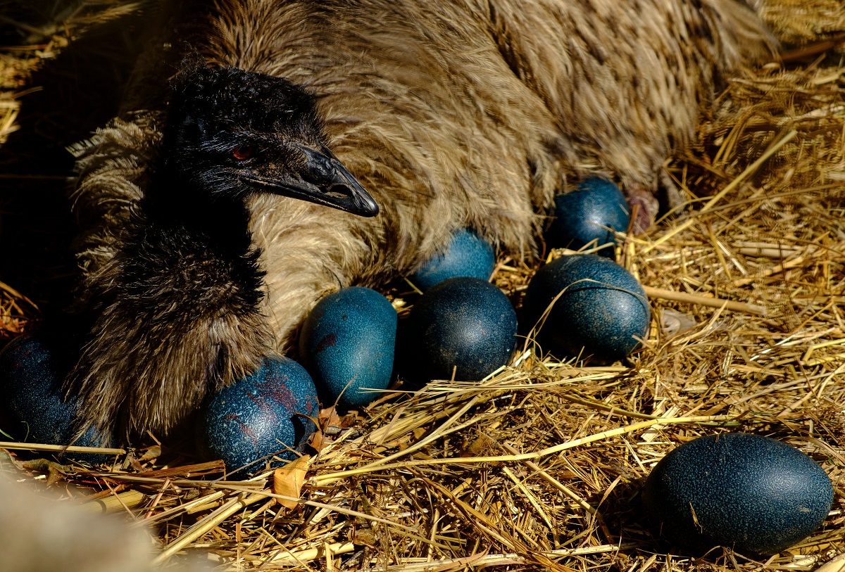 Chov emu na Slovensku: Náklady, výbava a praktické tipy
