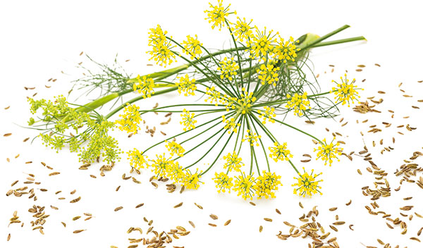 Ako a prečo pestovať fenikel | Urob si sám