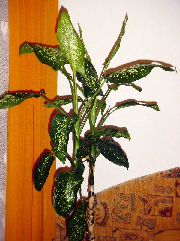 Difenbachia – klasika medzi izbovkami | Urob si sám