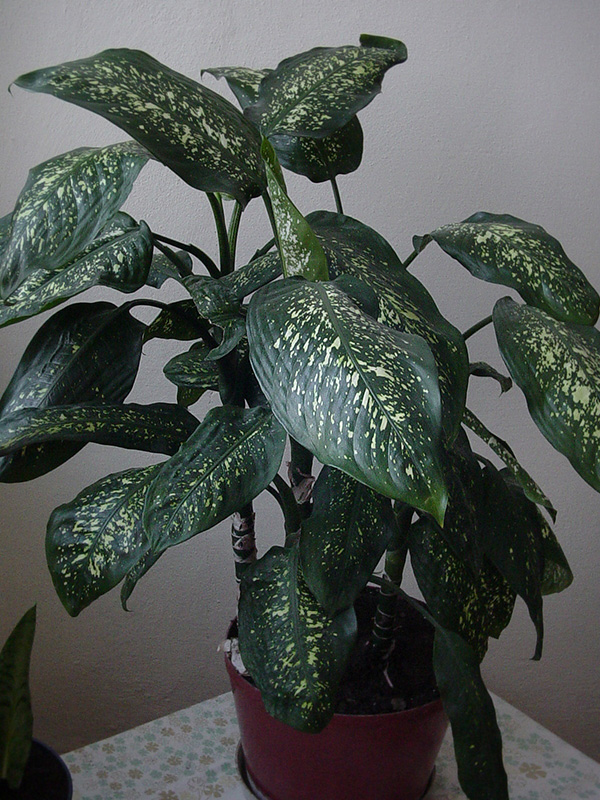 Difenbachia – klasika medzi izbovkami | Urob si sám