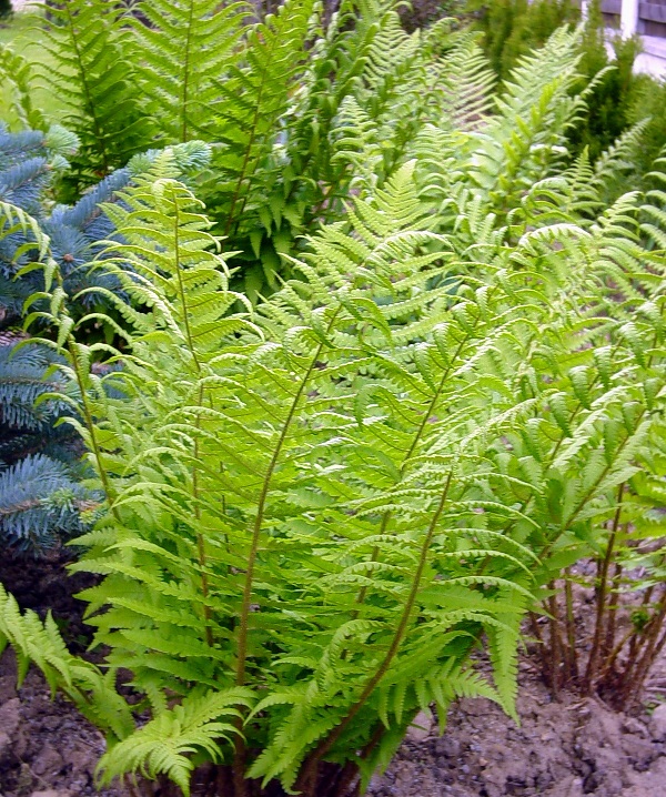 Papraď ako súčasť okrasného záhona | Urob si sám