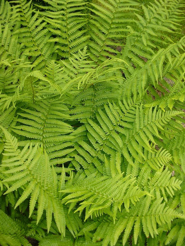 Papraď ako súčasť okrasného záhona | Urob si sám