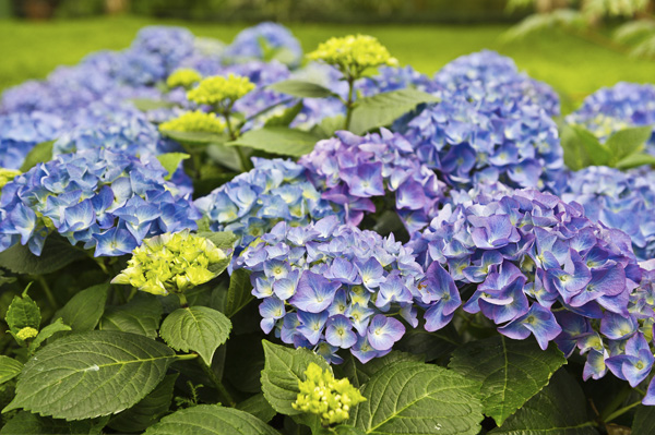 Odborník radí: Ako ovplyvníme farbu kvetov pri pestovaní hortenzie ...