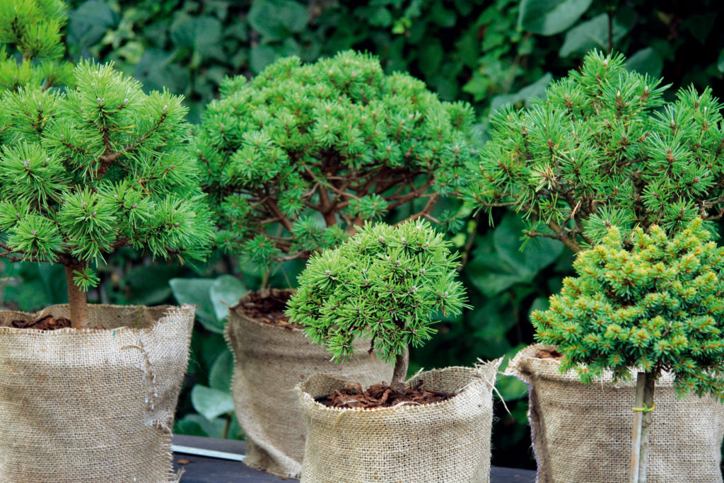 9 najkrajších ihličnanov do malej záhrady | Urob si sám