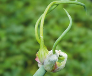 Pestovanie poschodovej cibule | Urob si sám