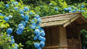 Vysádzame záhon s hortenziami | Urob si sám