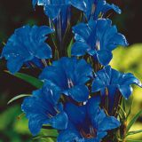 Horec horský | Urob si sám