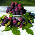 Malina fialová | Urob si sám